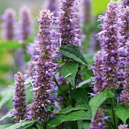 Neshima – Breathing Oil - Neshima