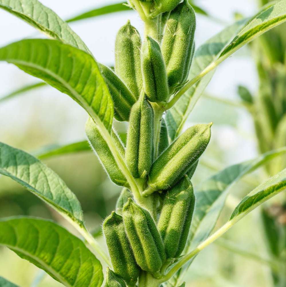 Neshima – Breathing Oil - Neshima